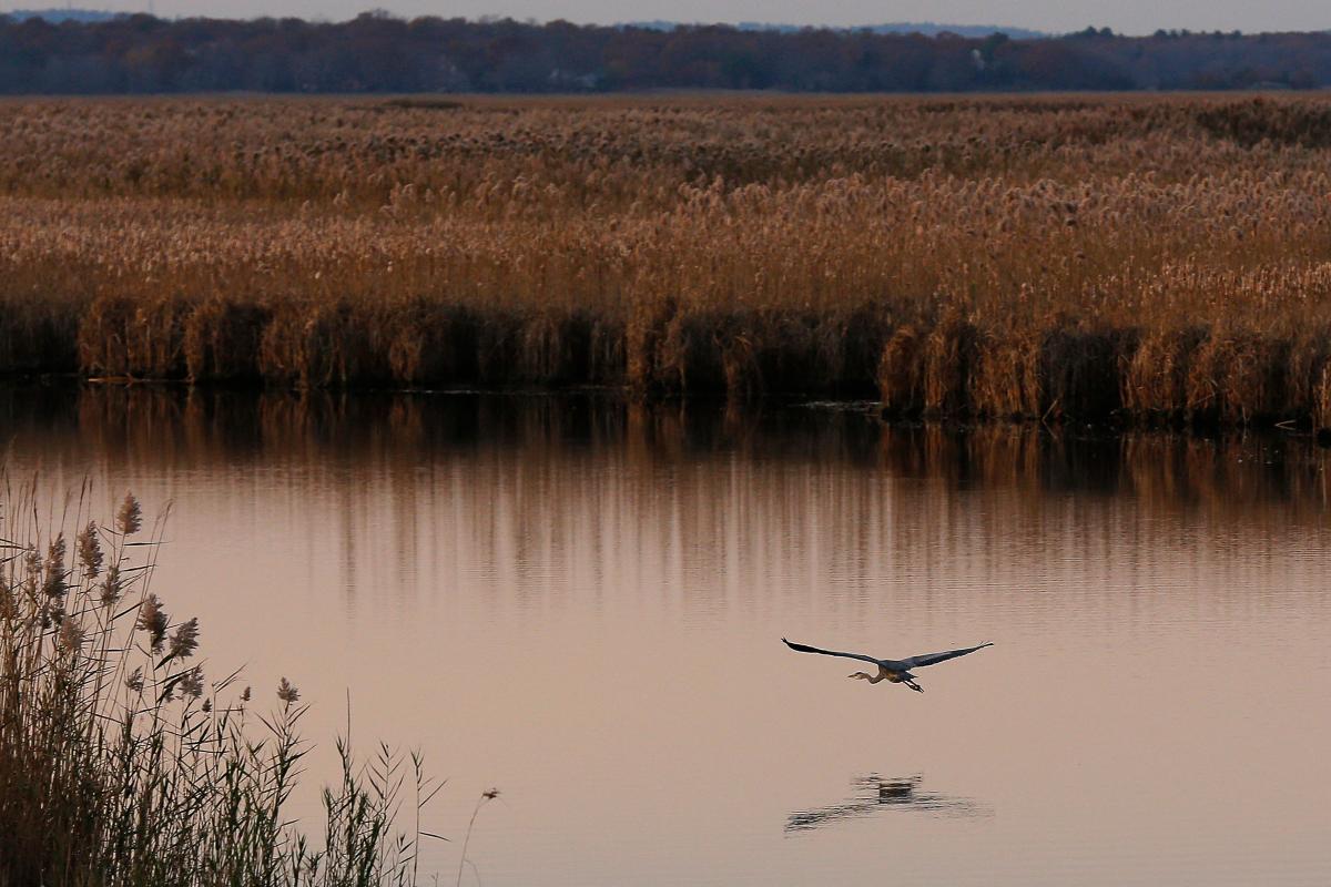 US states take up conservation goals axed by Trump | Context by TRF
