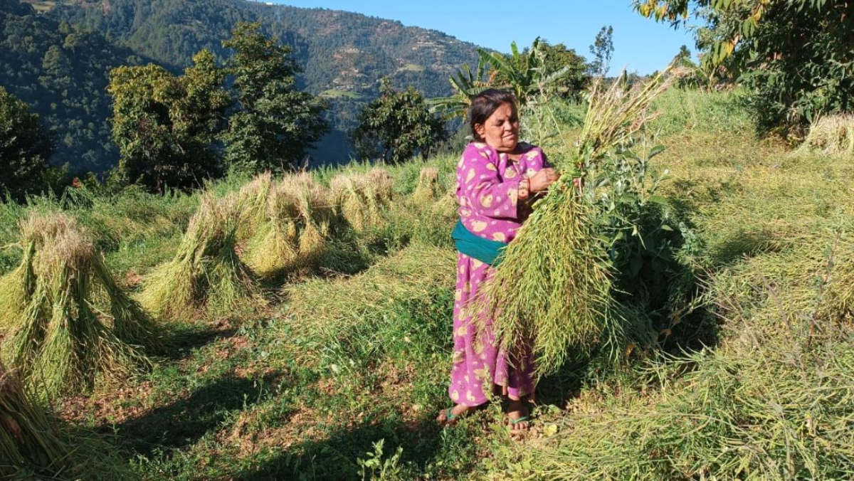 Seeds of change: Nepal's local crops raise hopes for food security ...