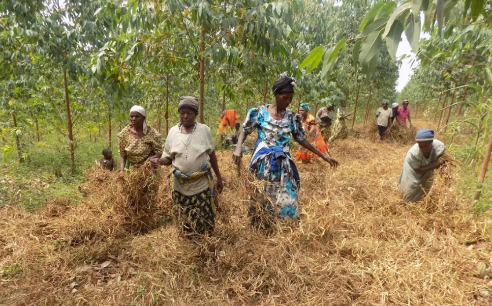 Deforestation in Uganda - Causes, Effects, Rate Forest Cover Loss
