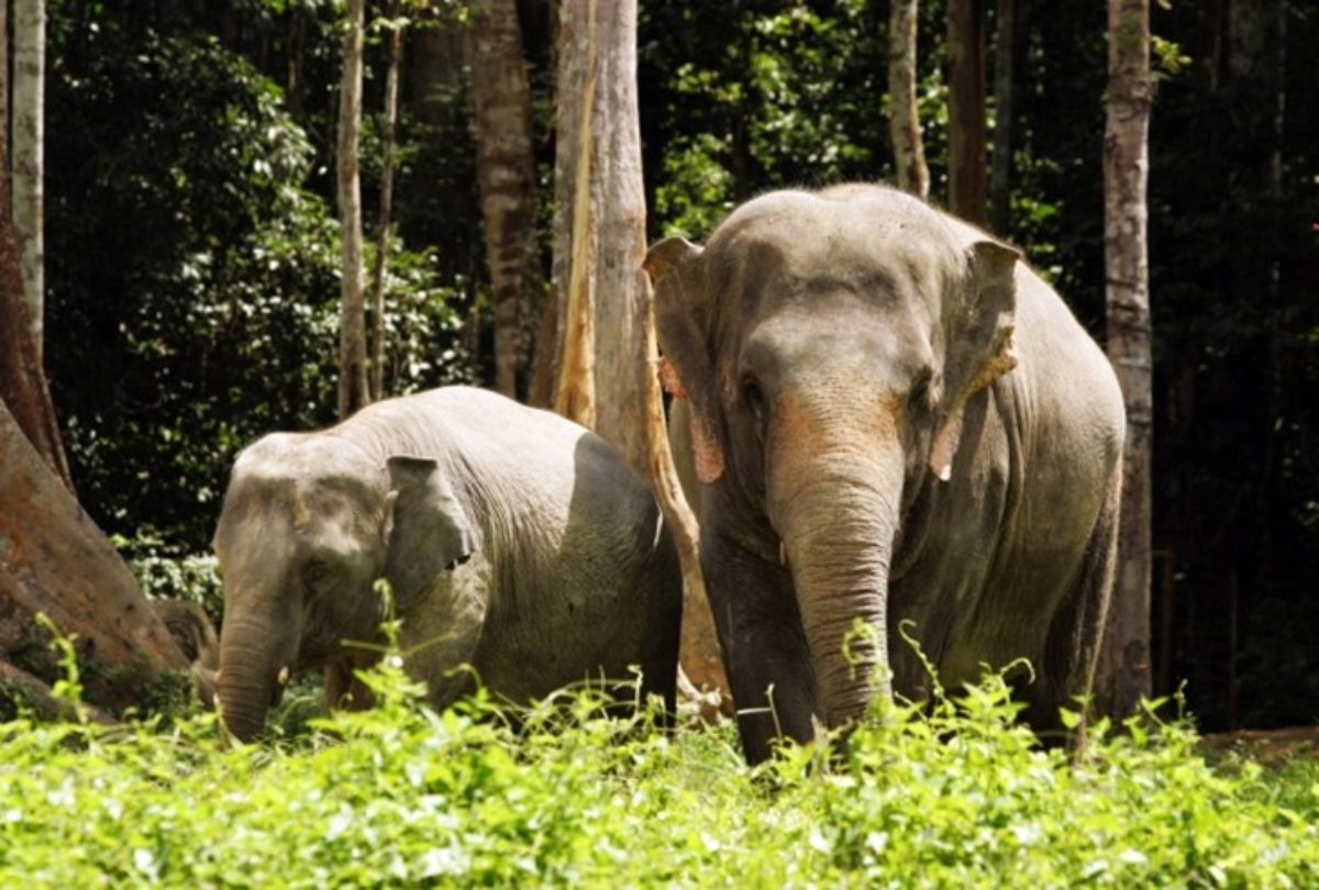 Can you pay an elephant to fight climate change? | Context by TRF