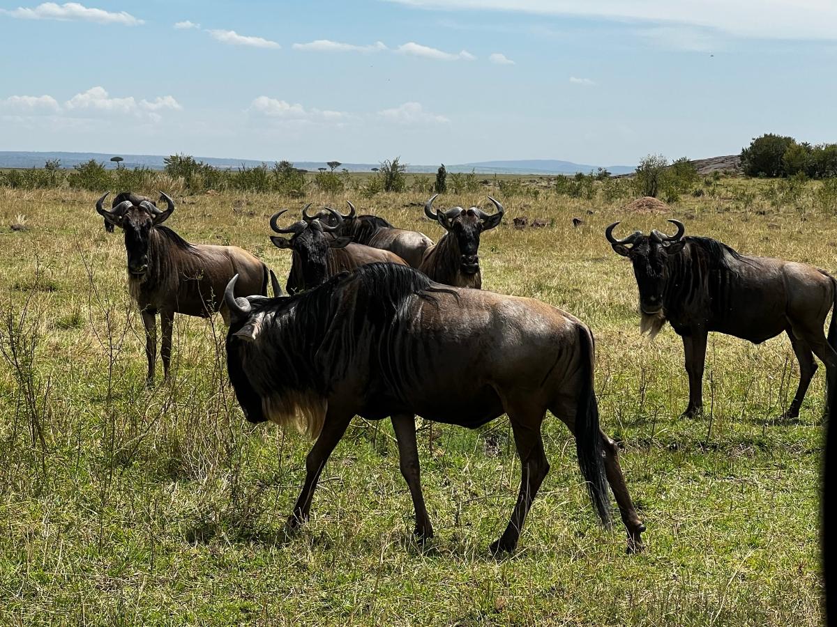 In Kenya, climate change shrinks Maasai Mara wildebeest migration ...