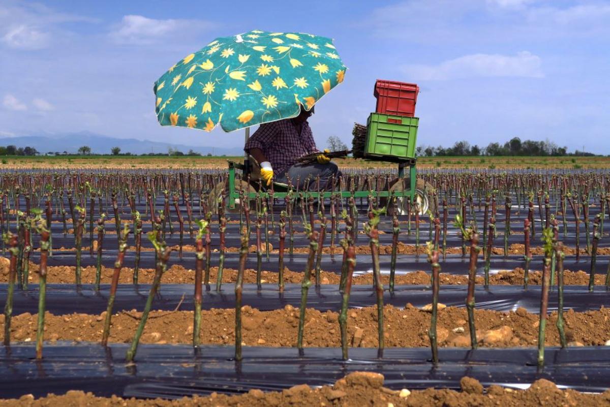 'No water, no life': Drought threatens farmers and food in Italy | Context