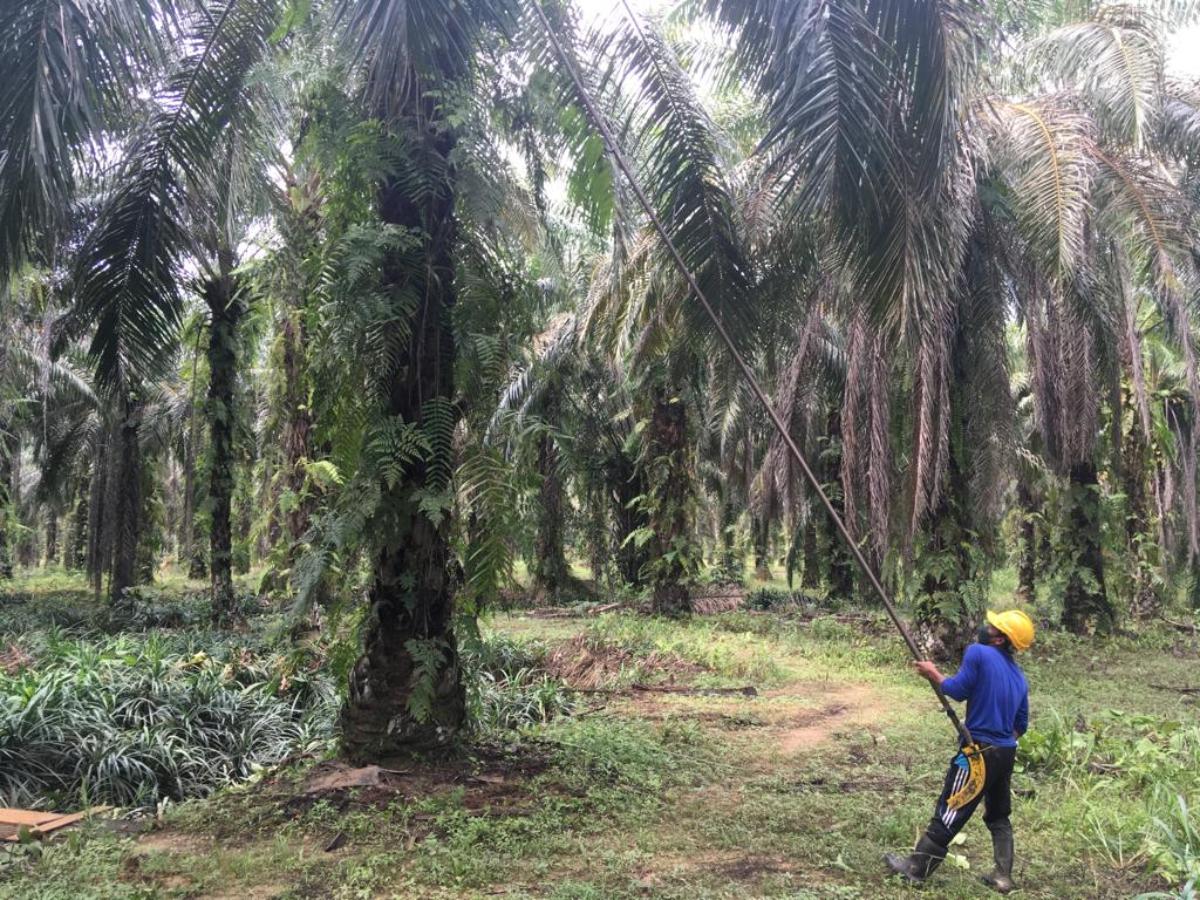 Malaysia's Sabah aims to be world's first green palm oil state ...