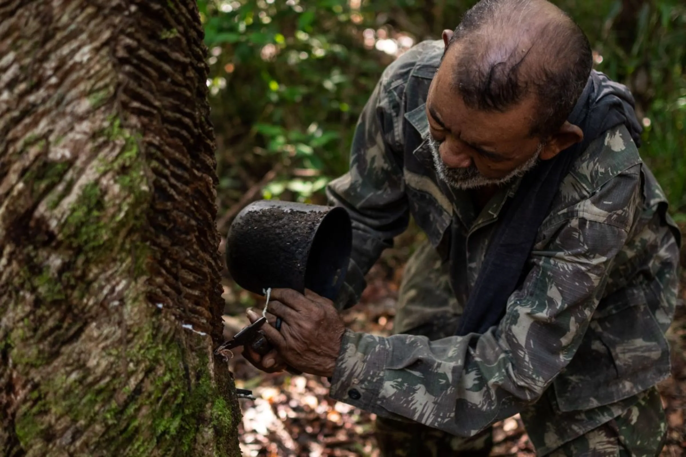 In Brazil's Amazon, Pará bets on bioeconomy to beat deforestation | Context